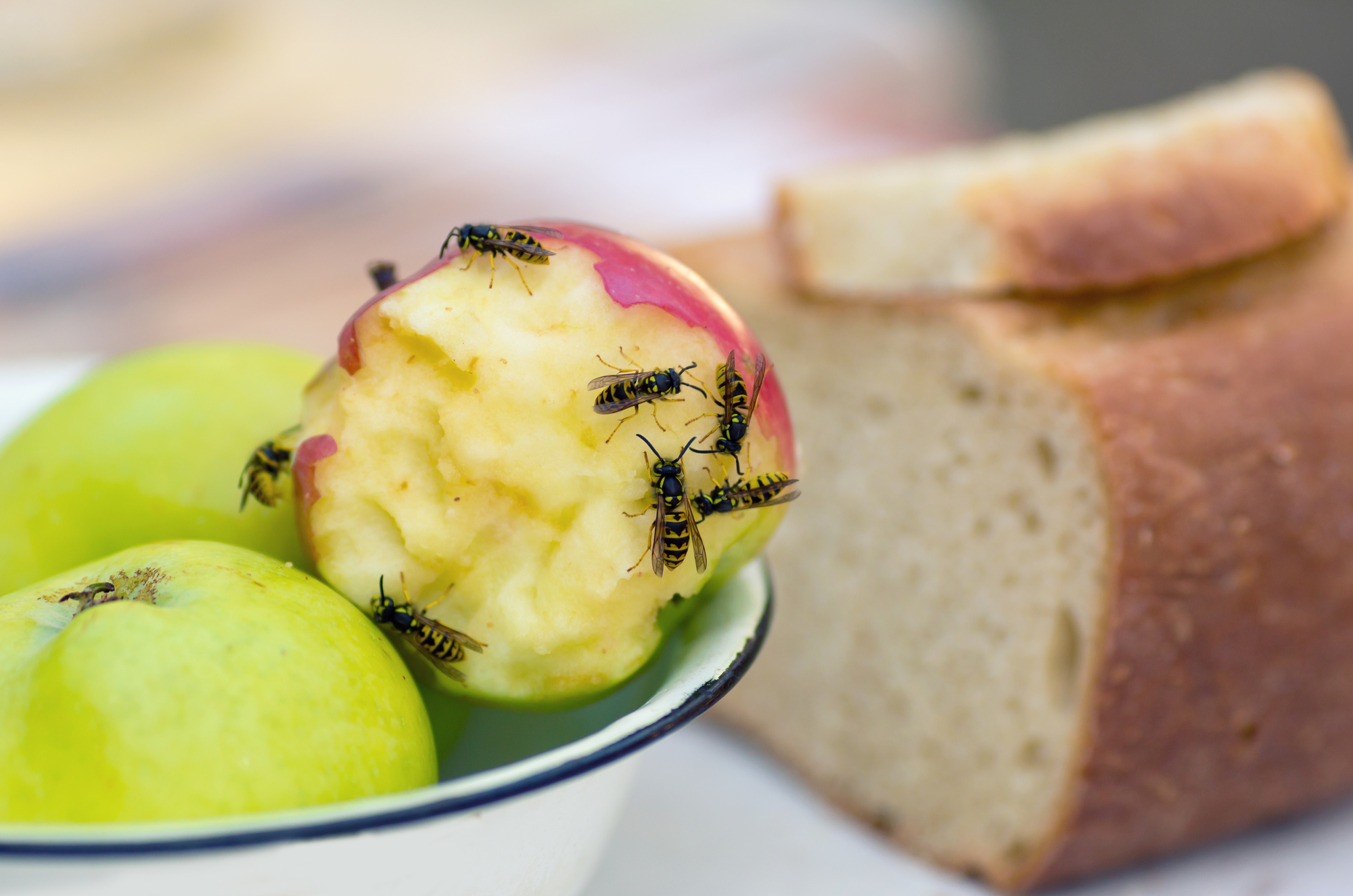 Toxic-free ways to get rid of mosquitos and bugs - Toxic-Free Future